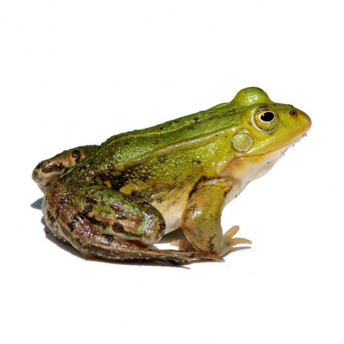 Patterns and sequences: Age 11-14 | NRICH